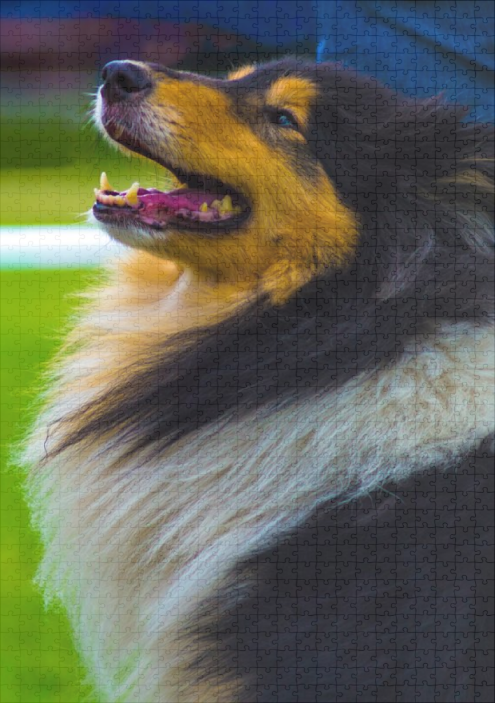 raxxa Premium-Puzzle: Collie - raxxa