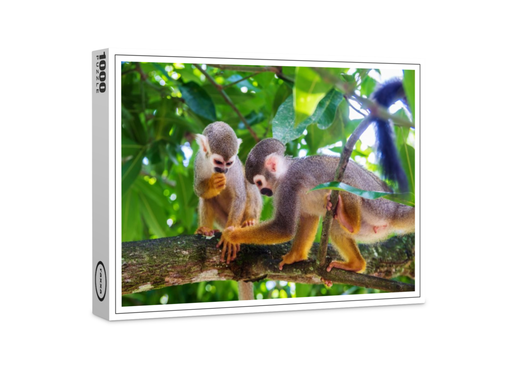 raxxa Premium-Puzzle: Verspielte Affen - raxxa