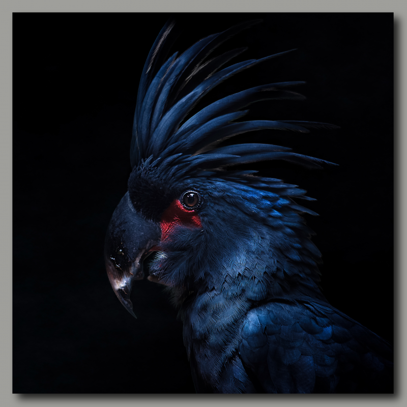 Poster: Blue Parot - raxxa
